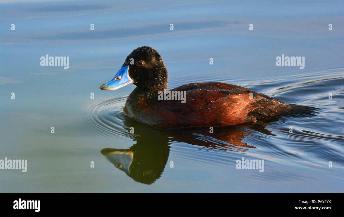 Blue Billed Duck male swimming past Stock Photo - Alamy