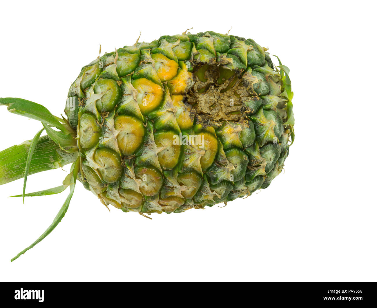 rotten pineapple isolated on white background Stock Photo - Alamy
