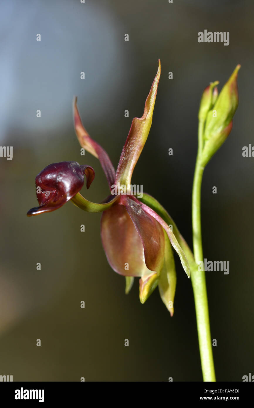 Large Flying Duck Orchid Stock Photo - Alamy