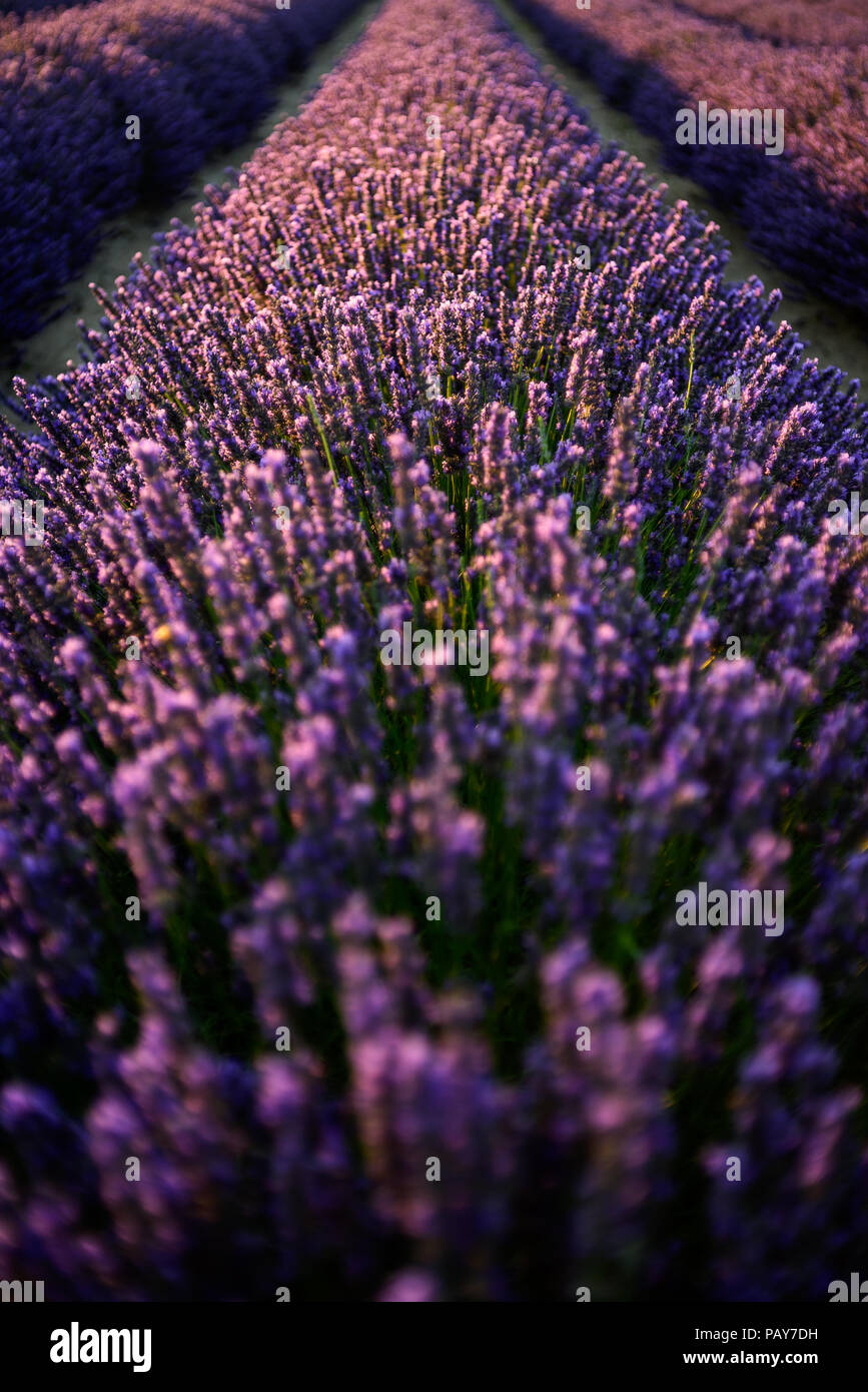 Lavender benefits hi-res stock photography and images - Alamy