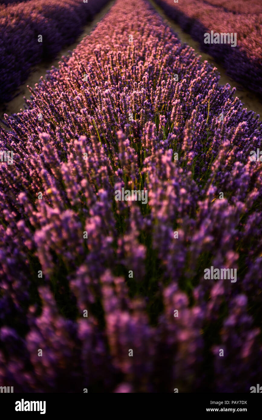 Lavender row hi-res stock photography and images - Alamy