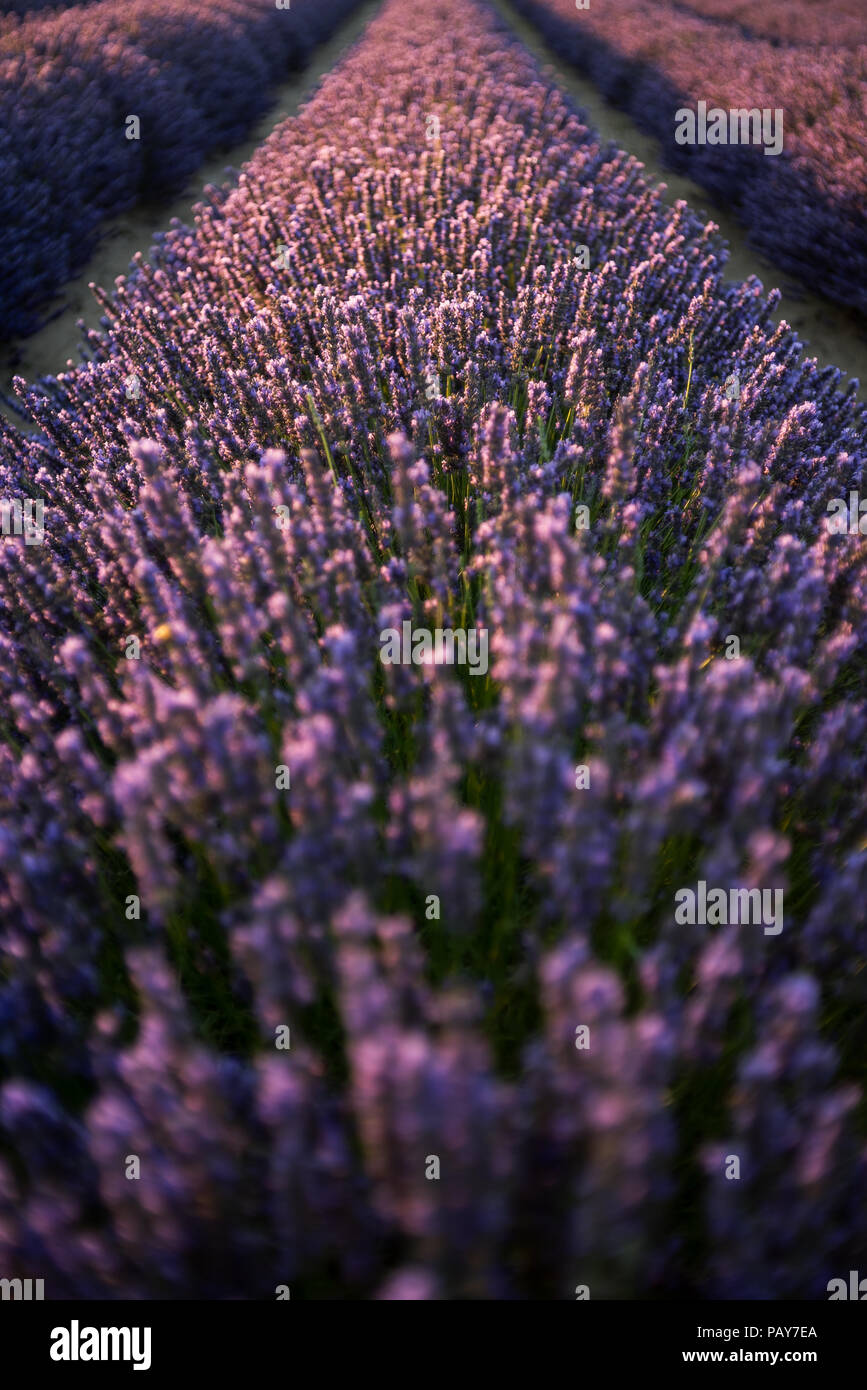 Lavender row hi-res stock photography and images - Alamy