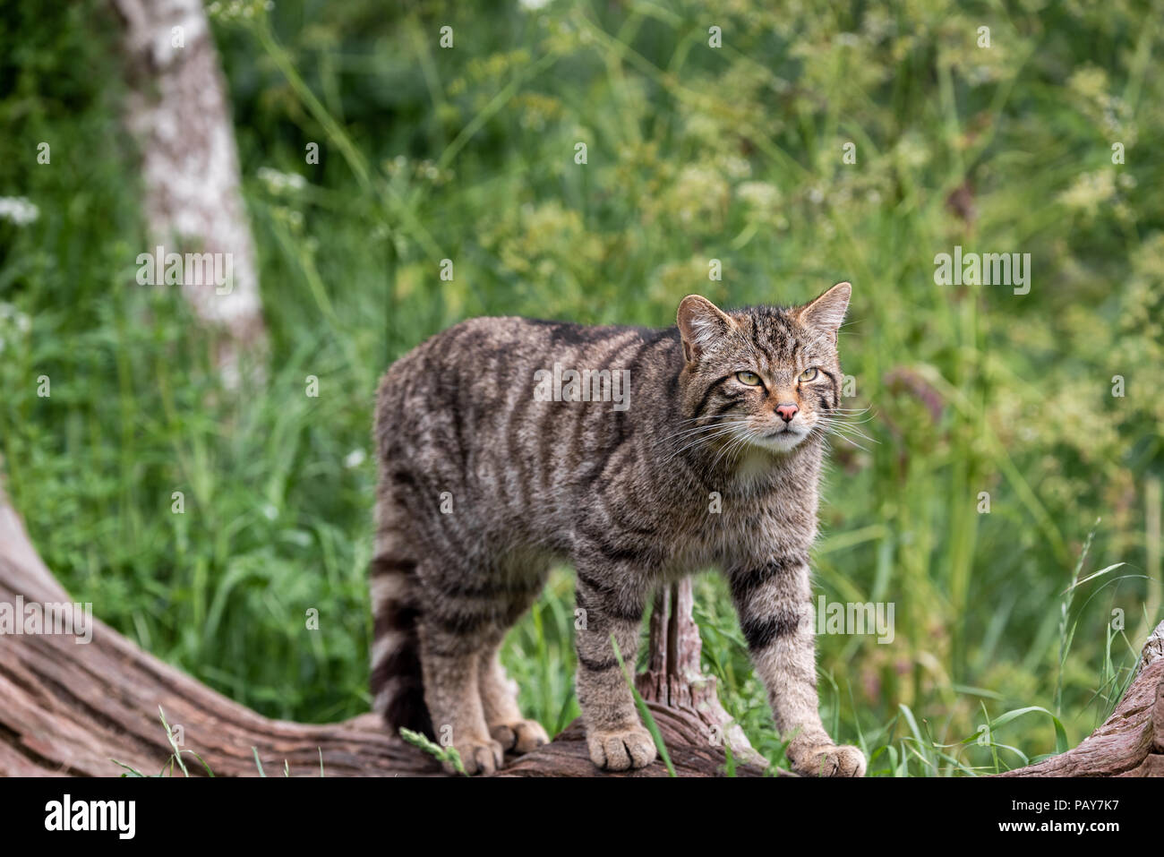 The beautiful scottish wildcat Stock Photo - Alamy