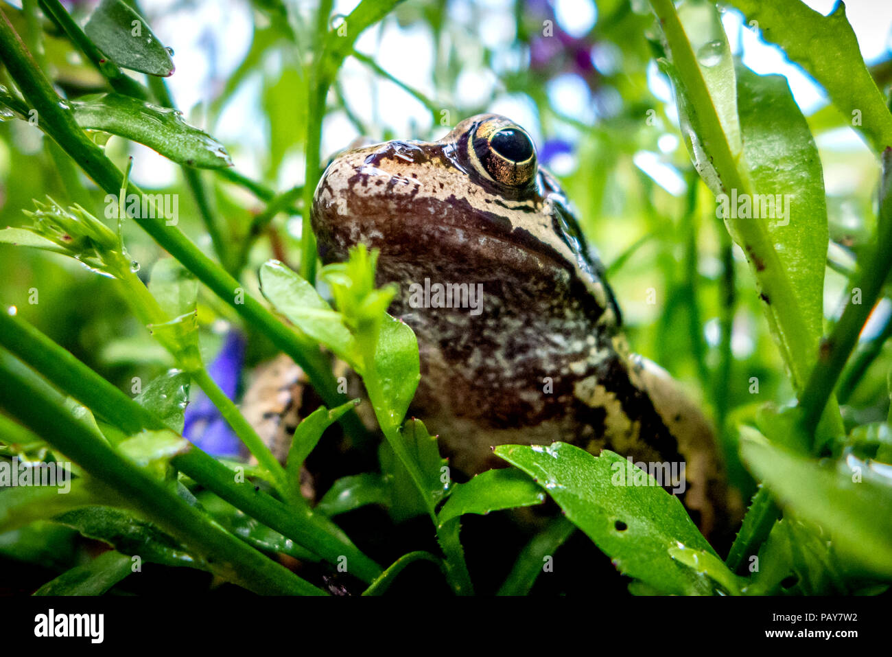 Scaly frog hi-res stock photography and images - Alamy
