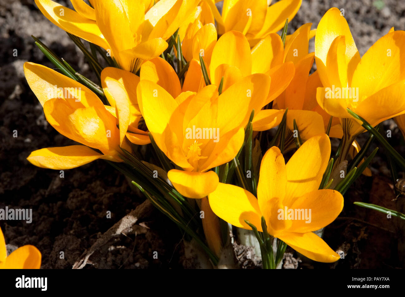 yellow crocus flower Stock Photo - Alamy
