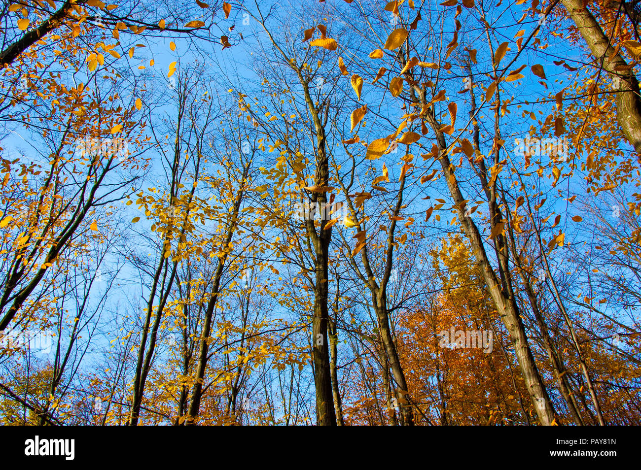 Low angle golden sunbeams shine hi-res stock photography and images - Alamy