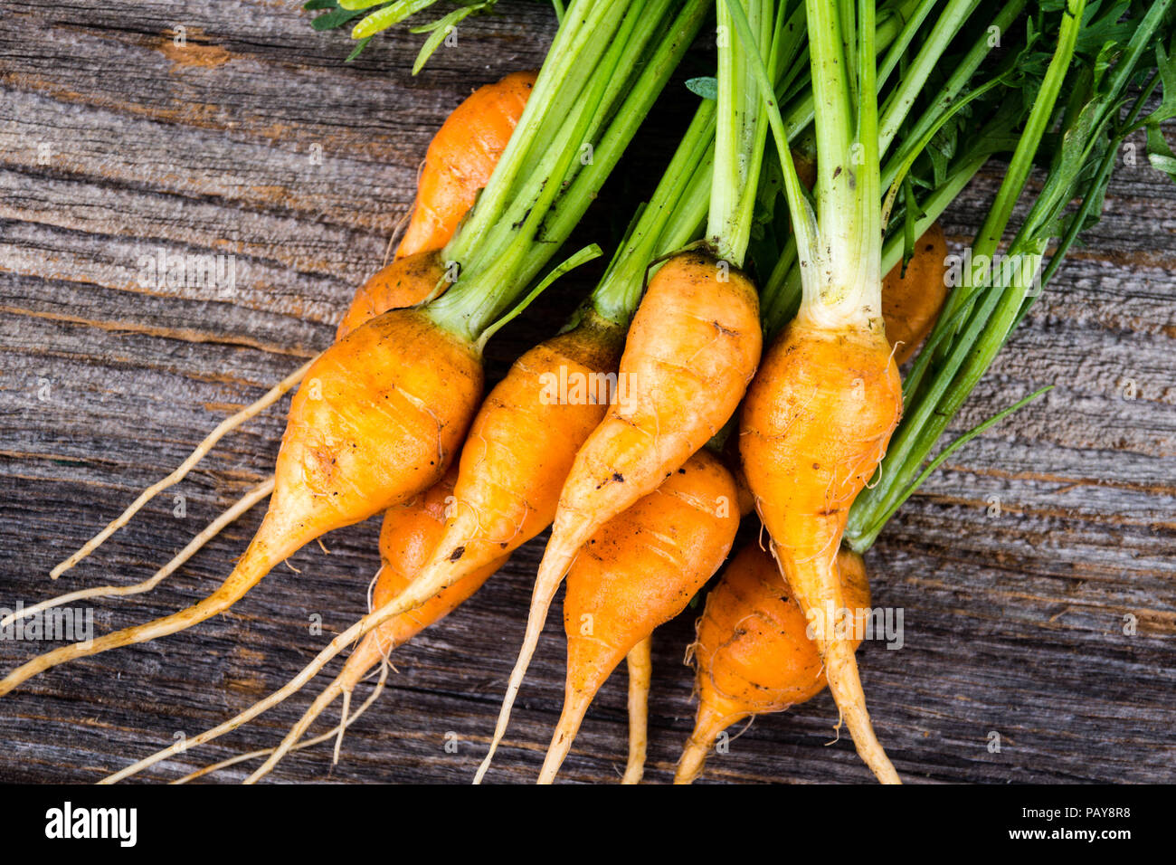 heirloom organic miniature carrots over a rustic wood plank background ...