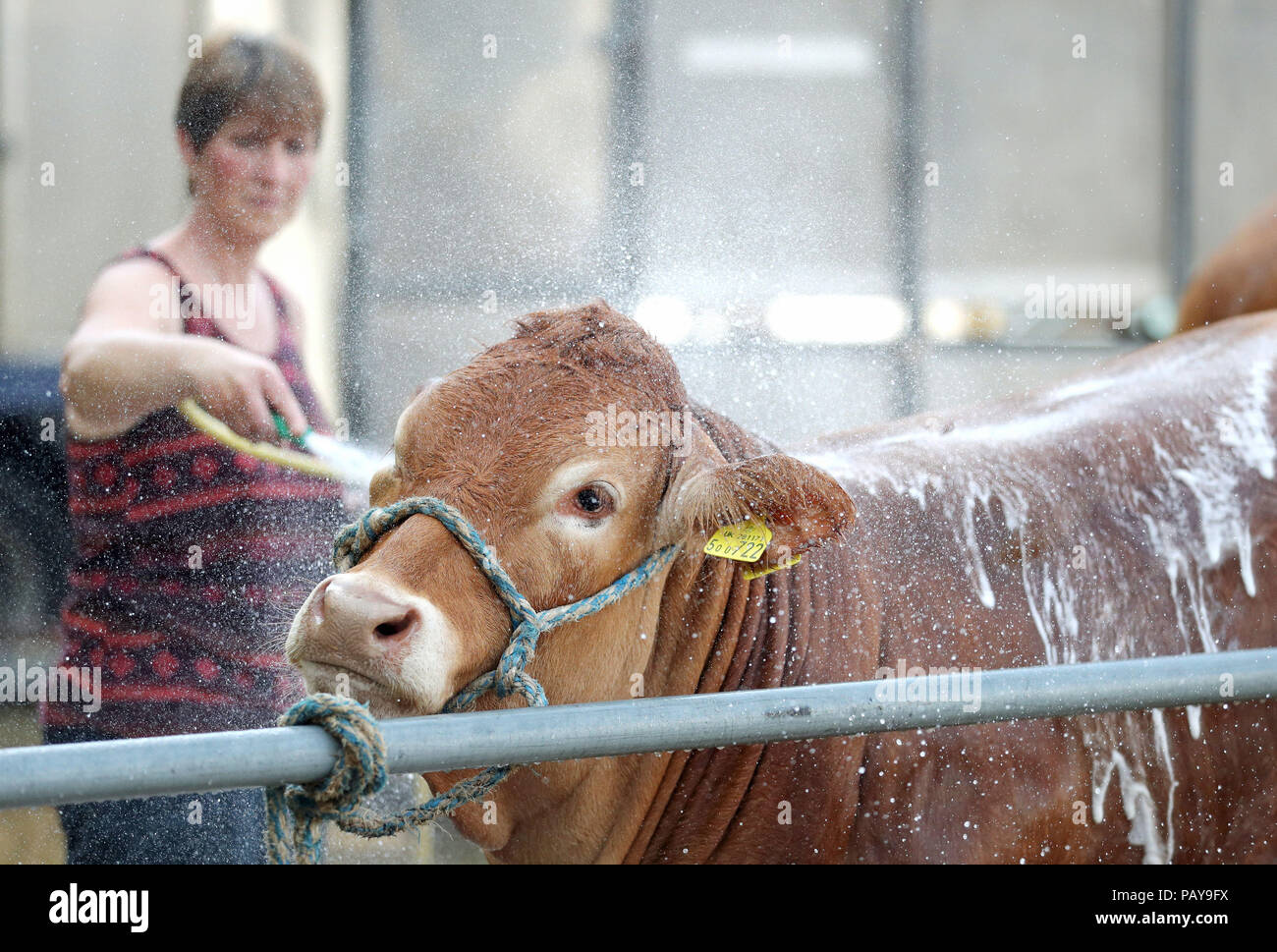 Sarah tarrant washes down hi-res stock photography and images - Alamy