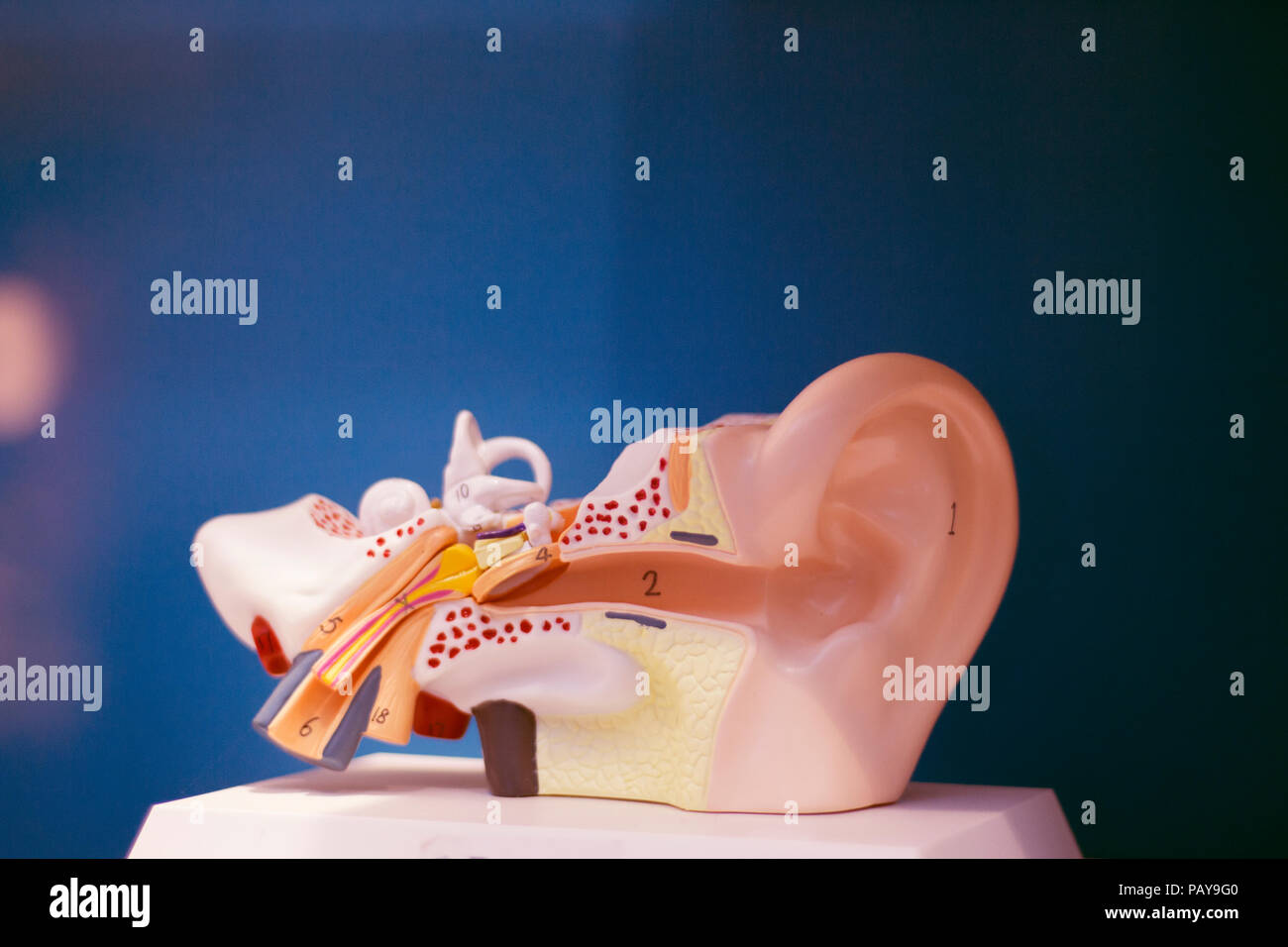 Cochlea model hi-res stock photography and images - Alamy