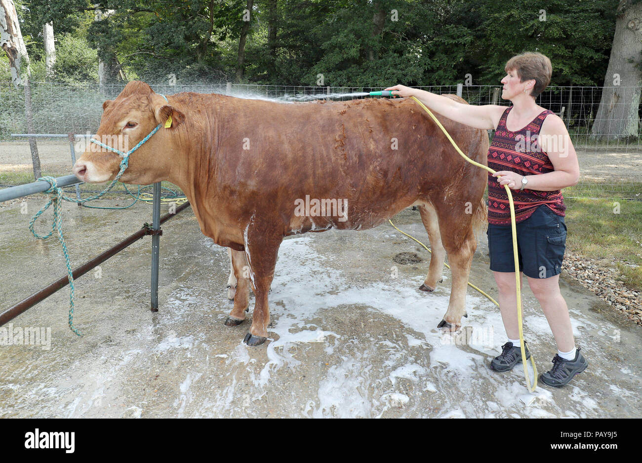 Sarah tarrant washes down hi-res stock photography and images - Alamy