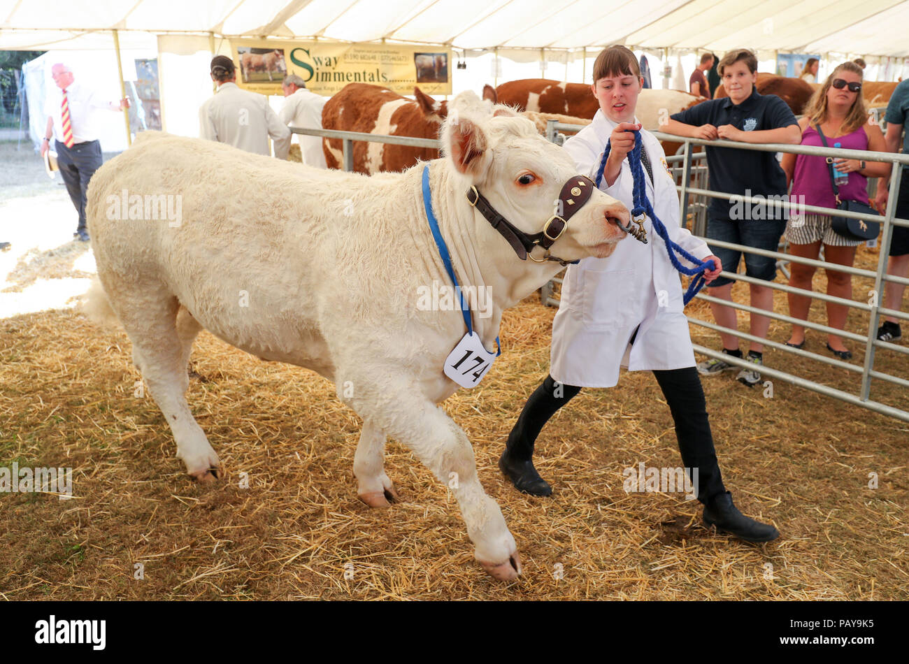 A cow is lead to the parade ring at the New Forest and Hampshire County ...