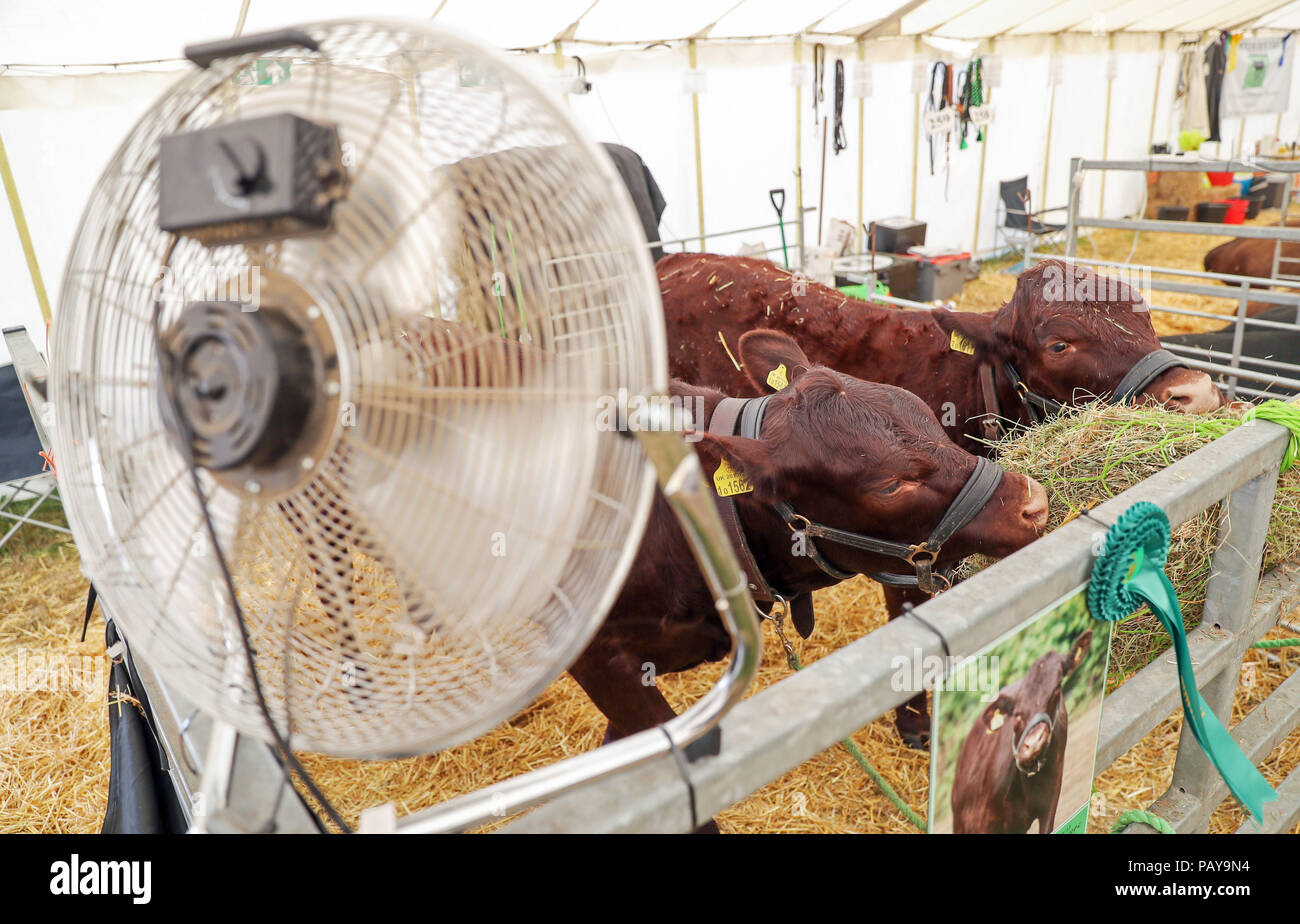Cattle tent new forest show hi-res stock photography and images - Alamy