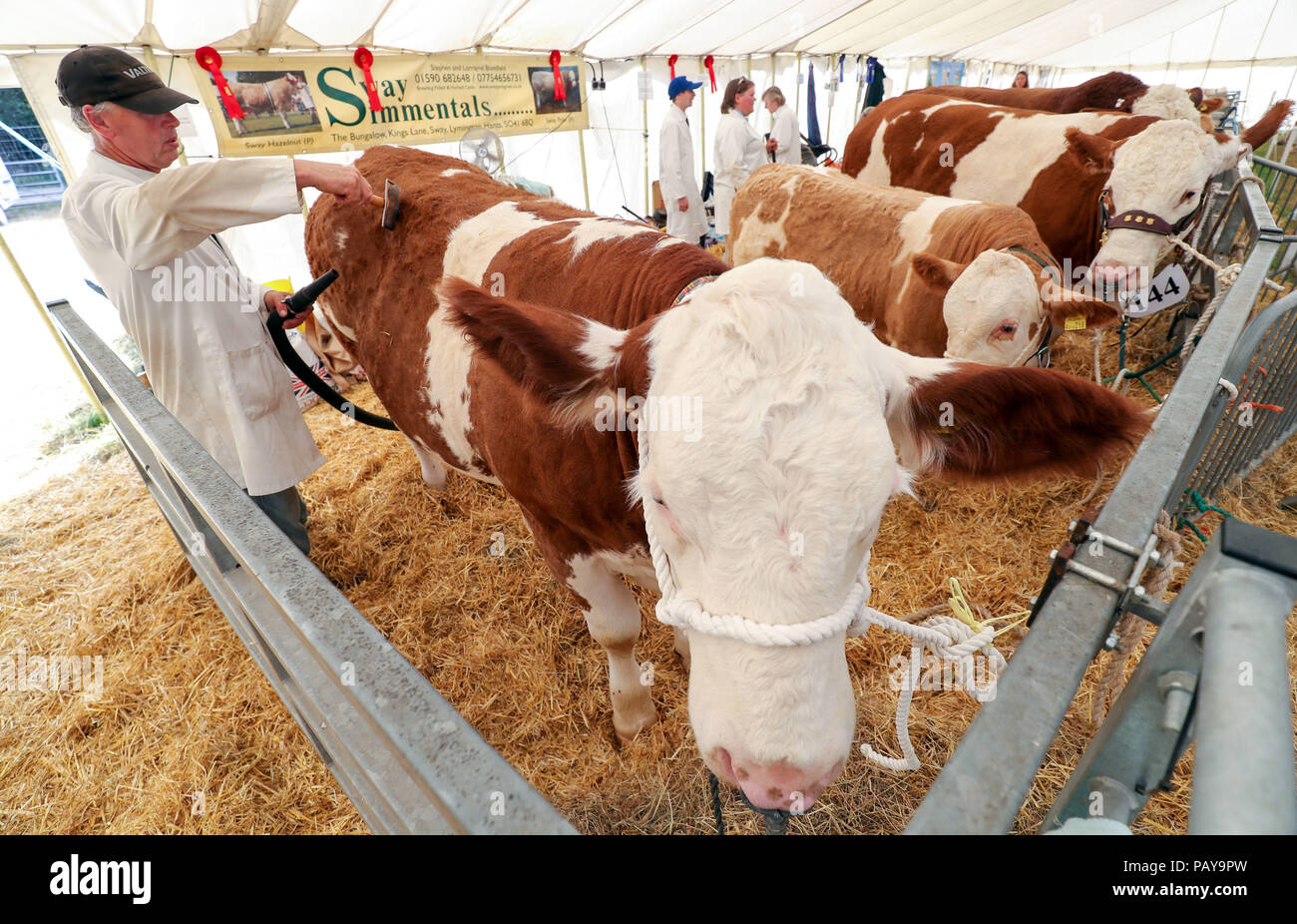 A simmental cow inside cattle tent hi-res stock photography and images ...