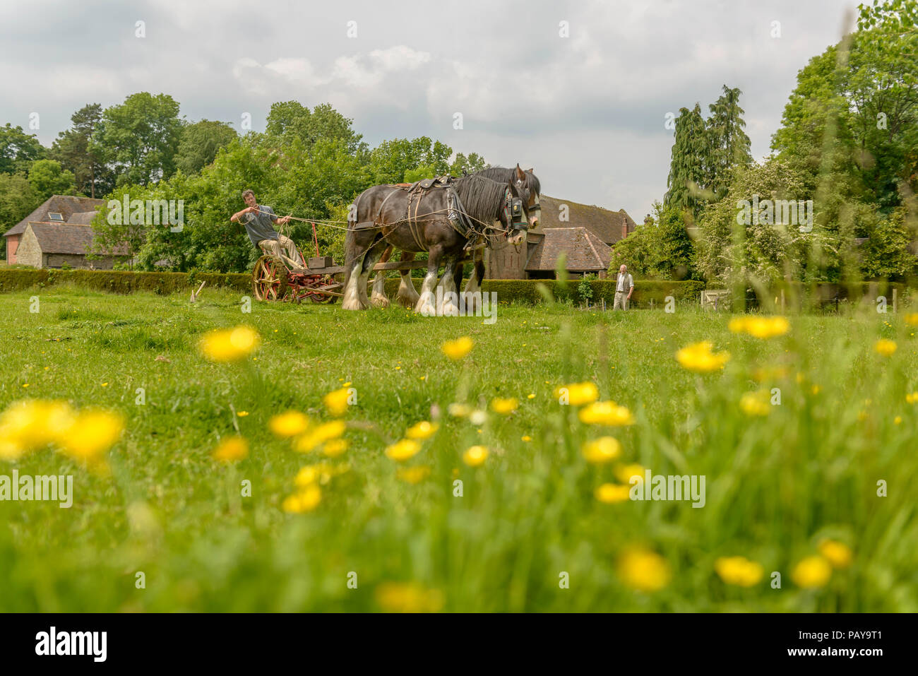A pair of Heavy Horses working the land with vintage farm machinery at ...