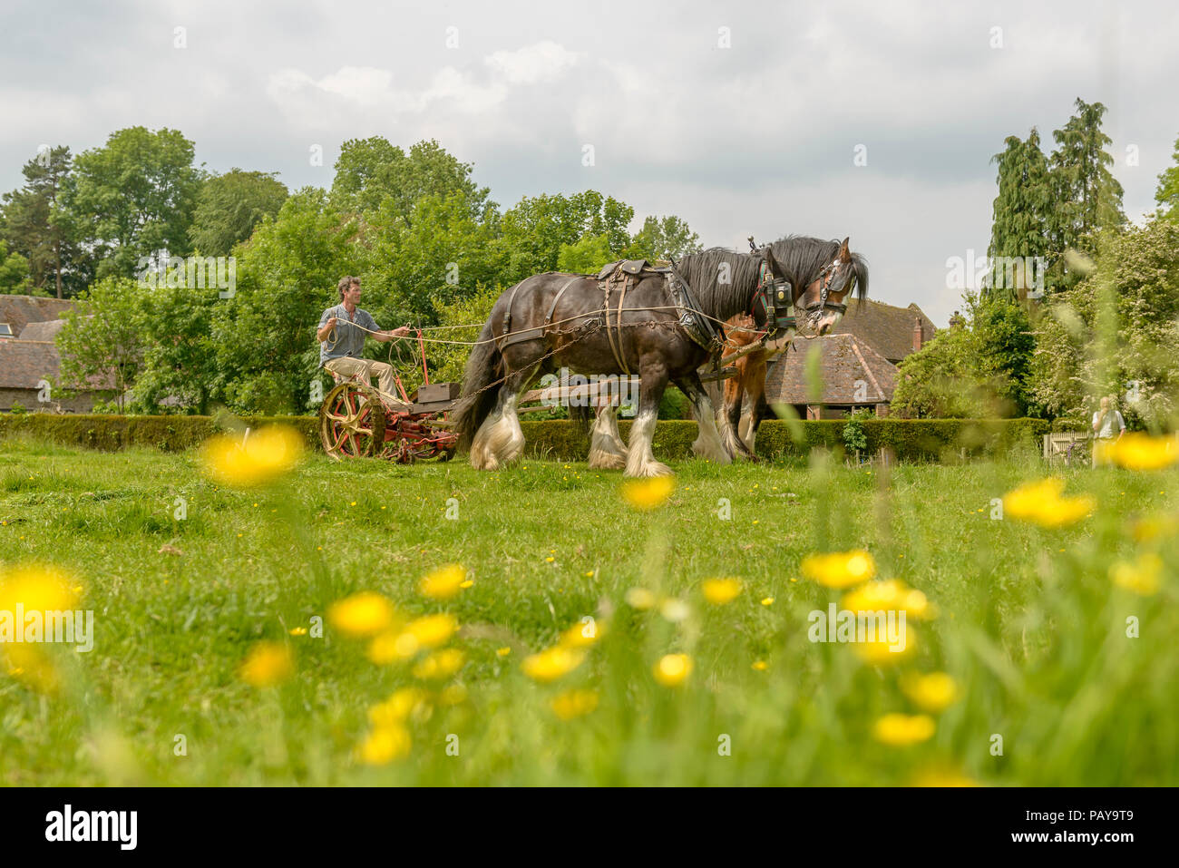 A pair of Heavy Horses working the land with vintage farm machinery at ...