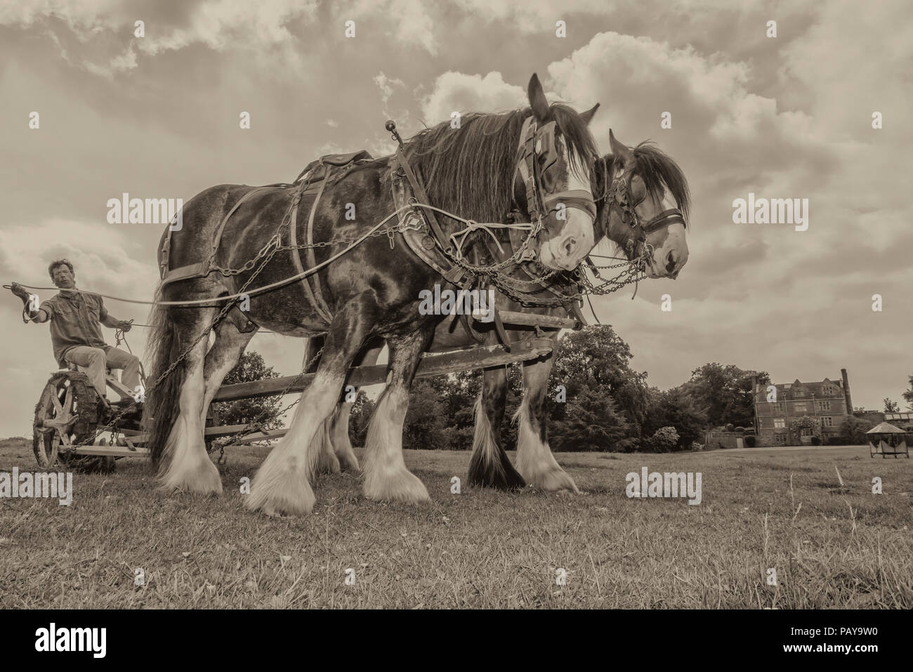 A pair of Heavy Horses working the land with vintage farm machinery at ...