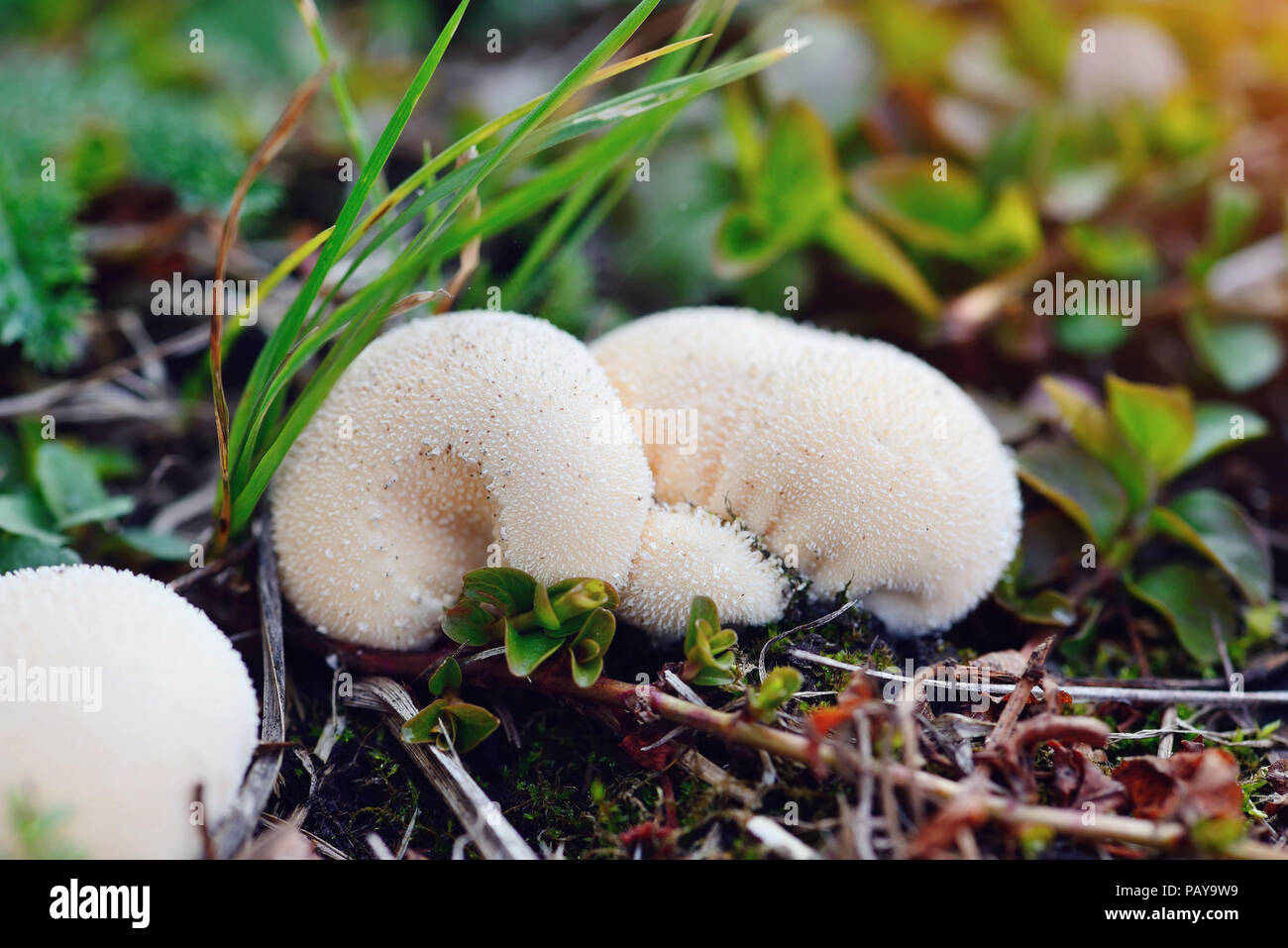 Brown puffballs hi-res stock photography and images - Alamy