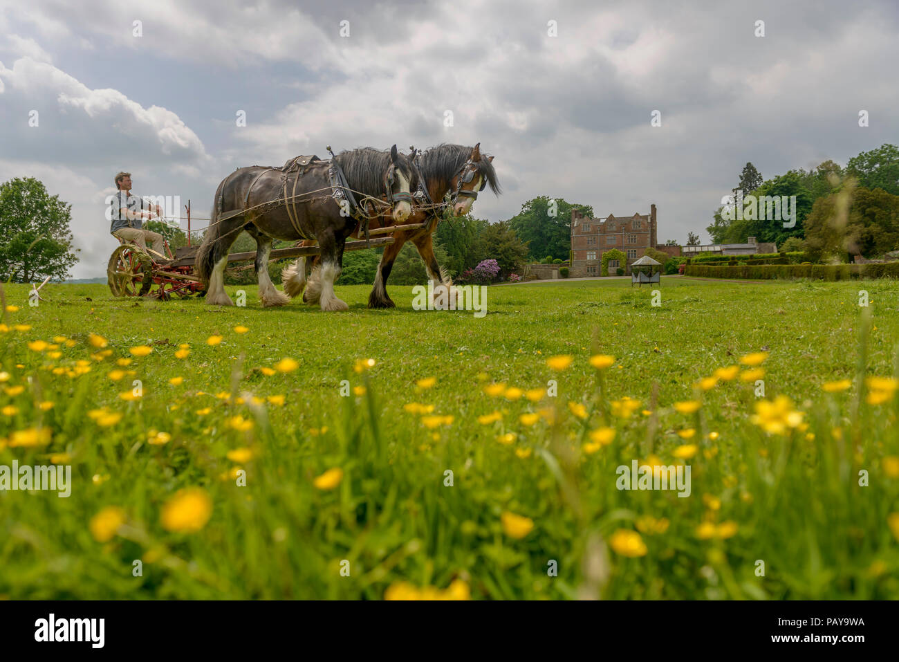 A pair of Heavy Horses working the land with vintage farm machinery at ...