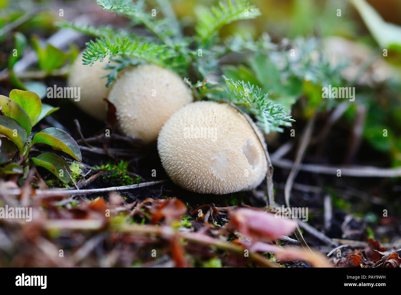 Close up young grass hi-res stock photography and images - Alamy