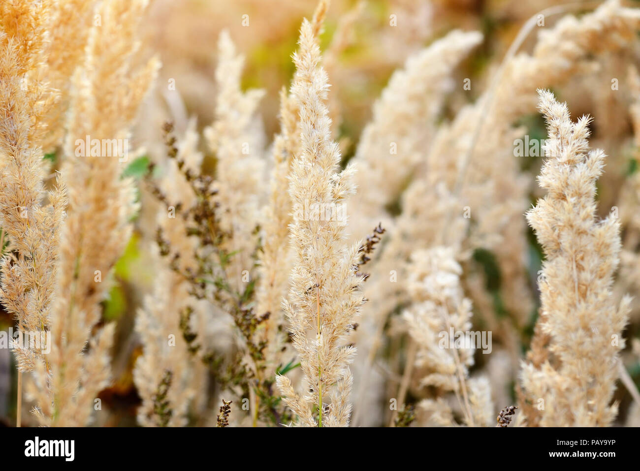 Ornamental Grass in the Fall. Autumn background Stock Photo - Alamy