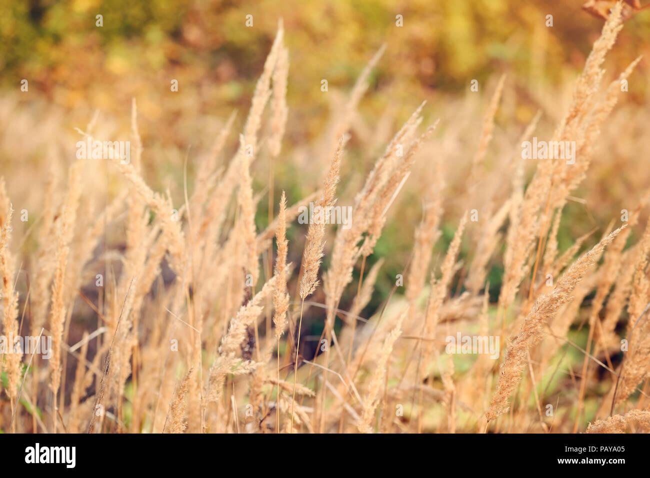 Ornamental Grass in the Fall. Autumn background Stock Photo - Alamy
