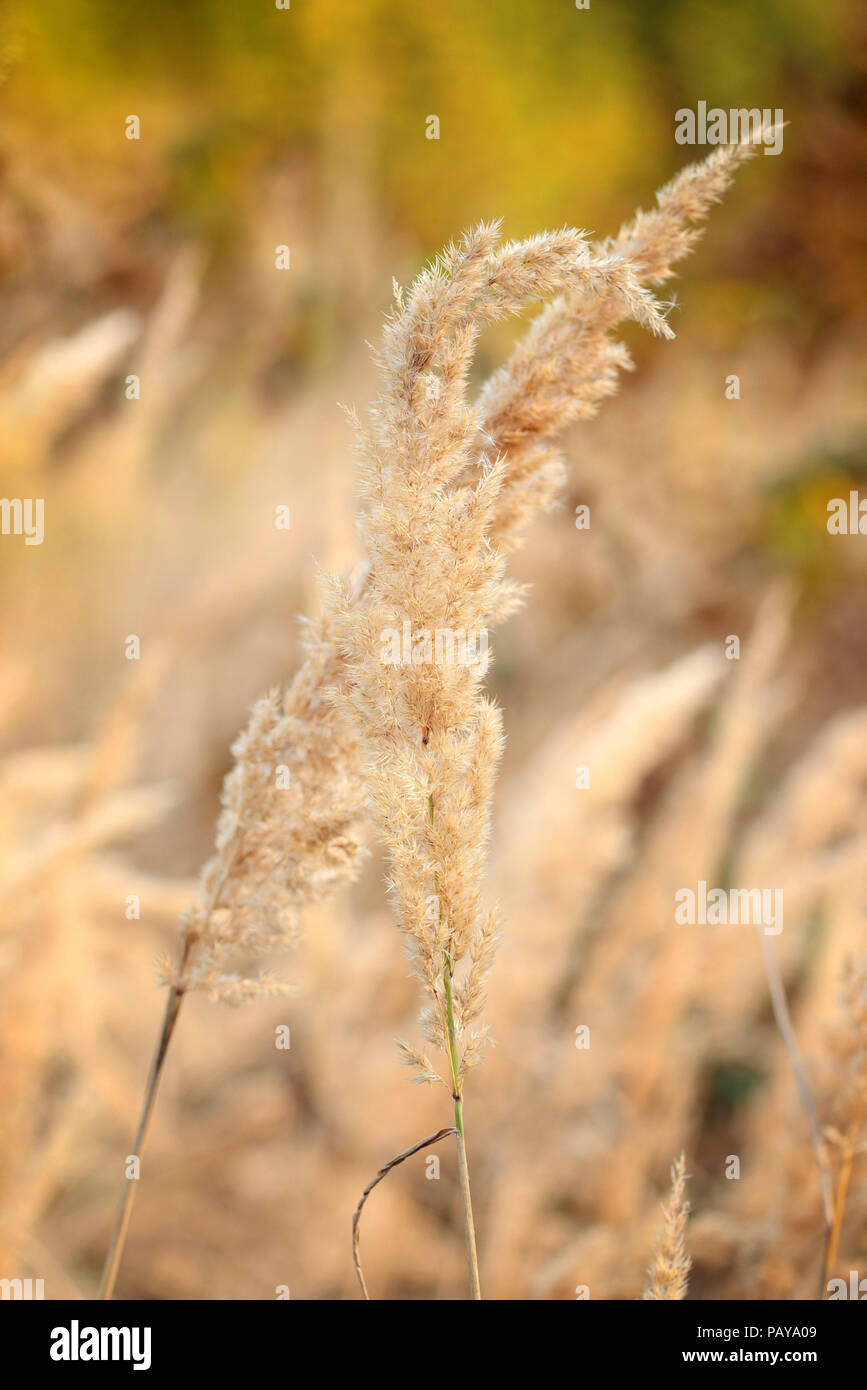 Brown dry ornamental grass hi-res stock photography and images - Alamy
