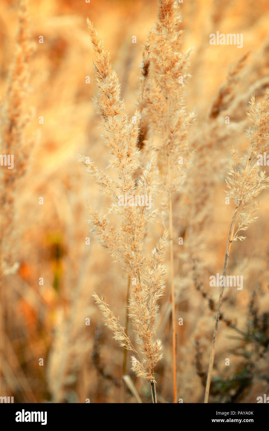 Ornamental Grass in the Fall. Autumn background Stock Photo - Alamy