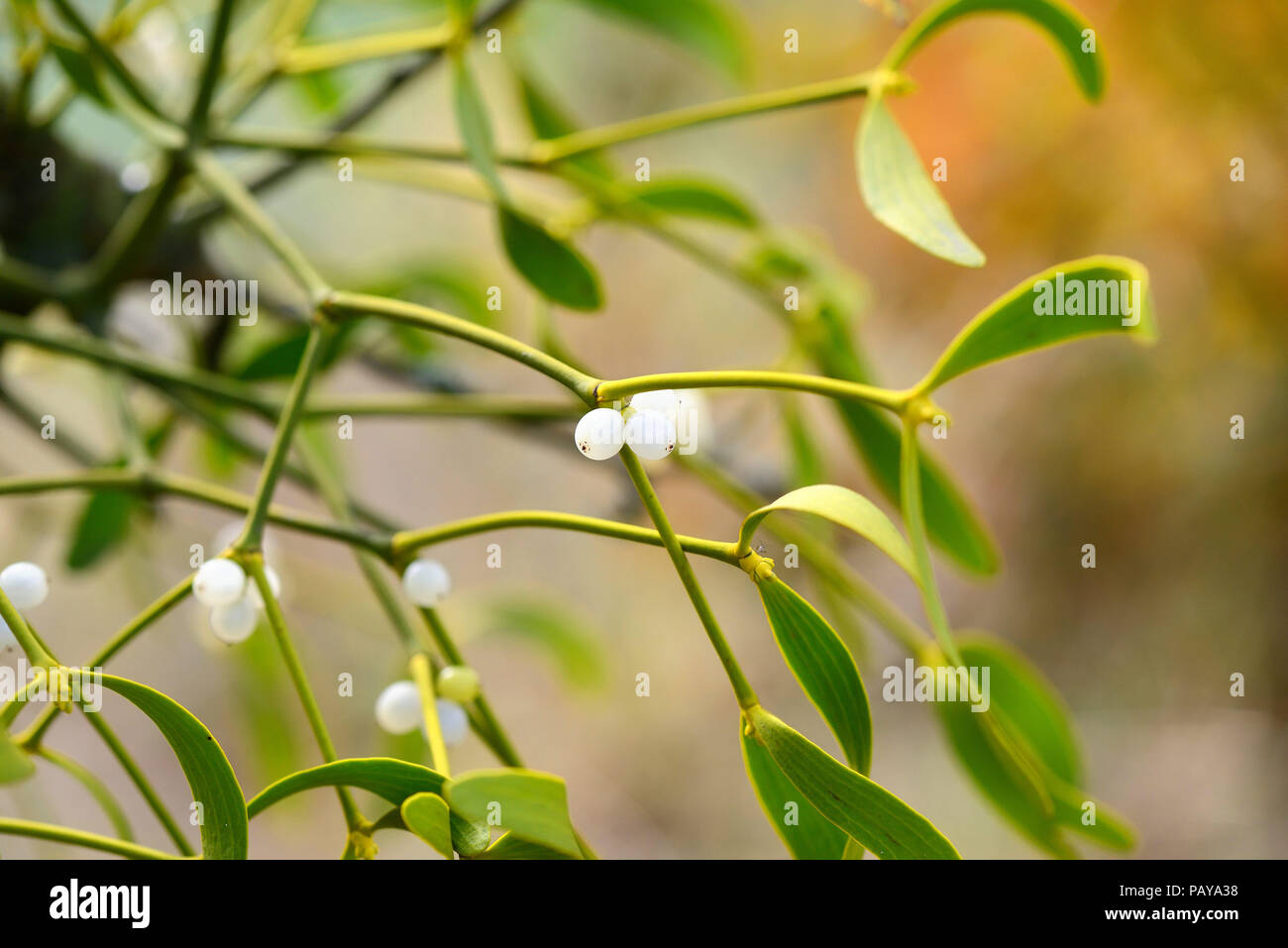 Mistletoe with whitw berries - Viscum album White berries on mistletoe ...