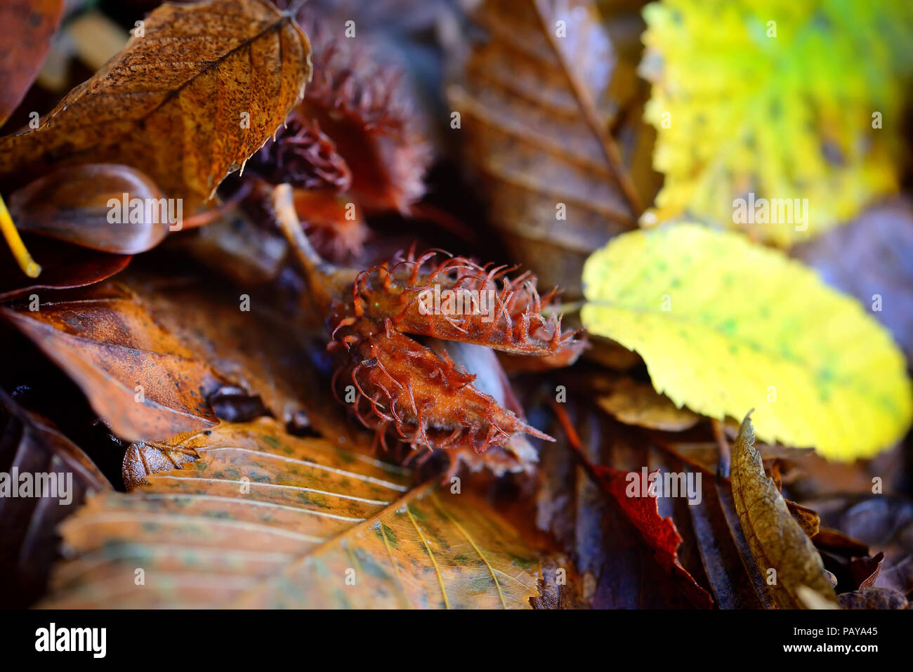 Beech Nuts High Resolution Stock Photography and Images - Alamy