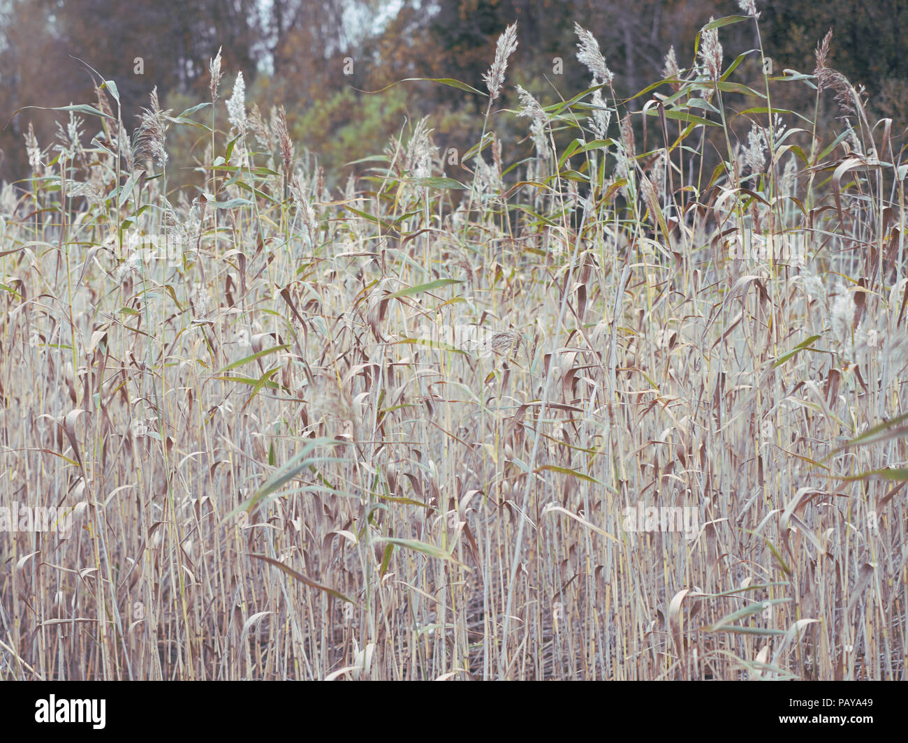 Eco light shade hi-res stock photography and images - Alamy