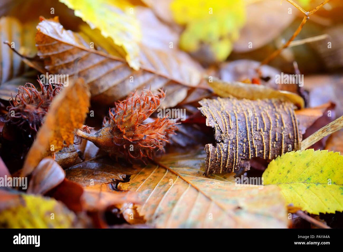 Beech Nuts High Resolution Stock Photography and Images - Alamy