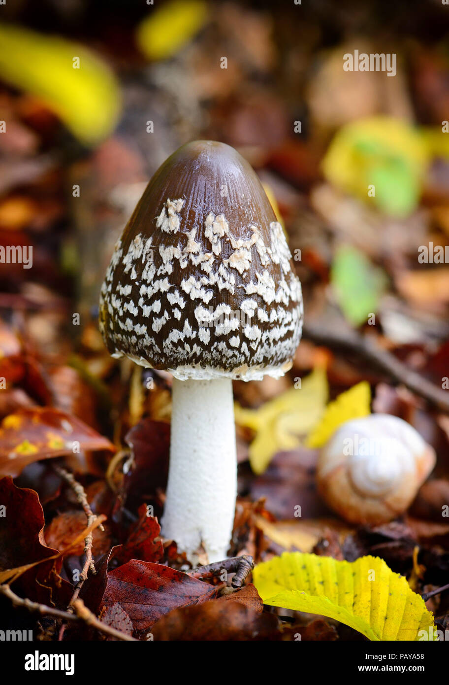 Coprinopsis picaceus hi-res stock photography and images - Alamy