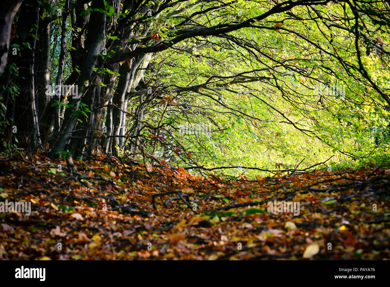 Sunny autumn scenery trees hi-res stock photography and images - Alamy
