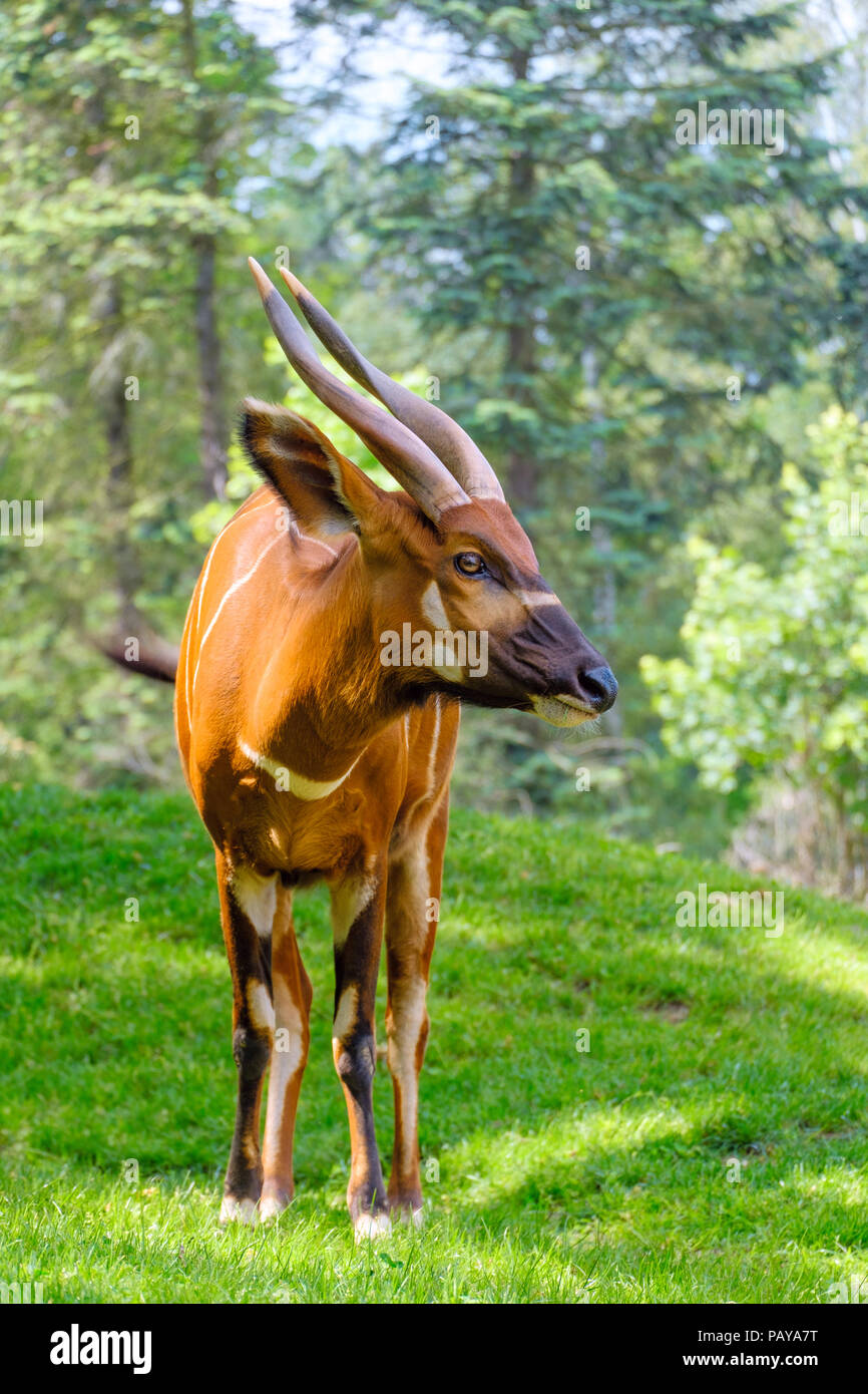 Male bongo hi-res stock photography and images - Alamy