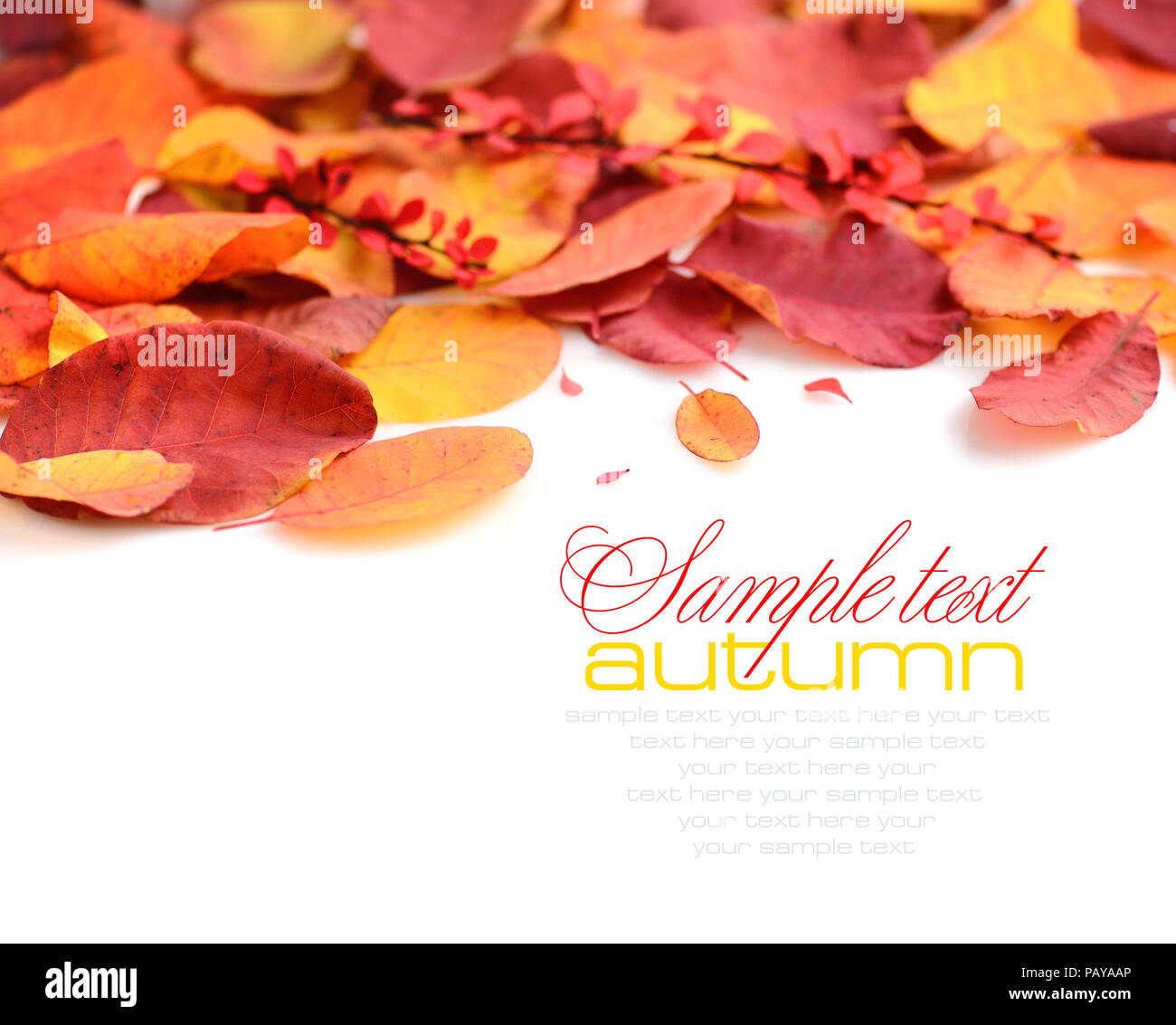Colorful autumn leaves on white background with sample text Stock Photo ...