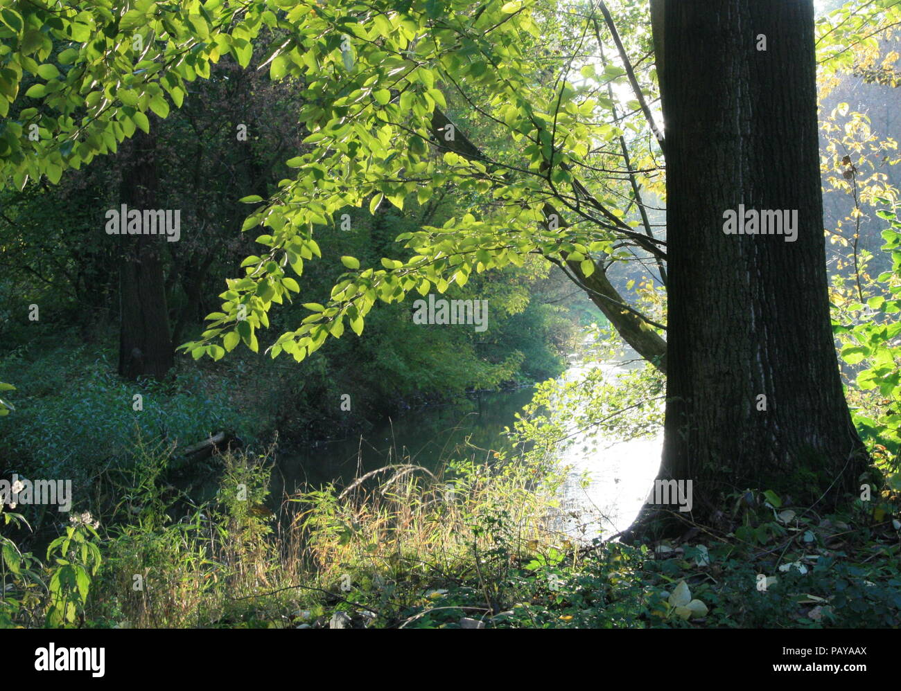 tree growing on the river Stock Photo - Alamy