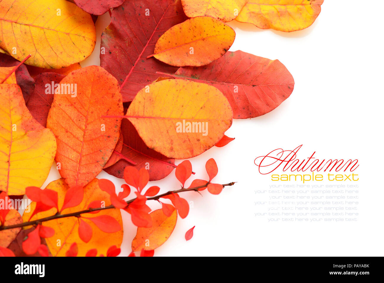 Colorful autumn leaves on white background with sample text Stock Photo ...