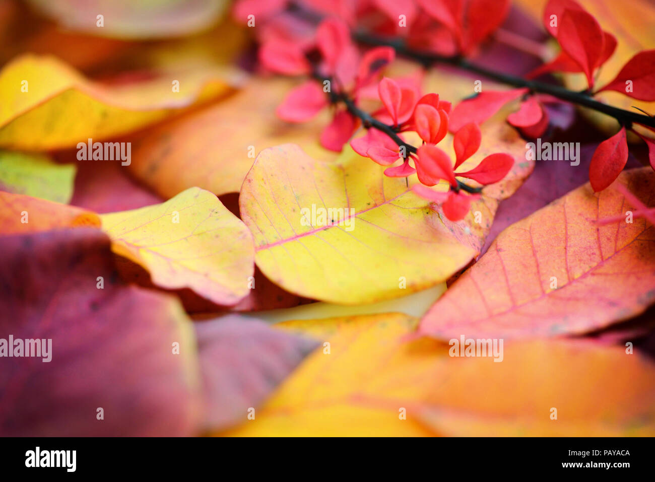 Colorful background of autumn leaves Stock Photo - Alamy