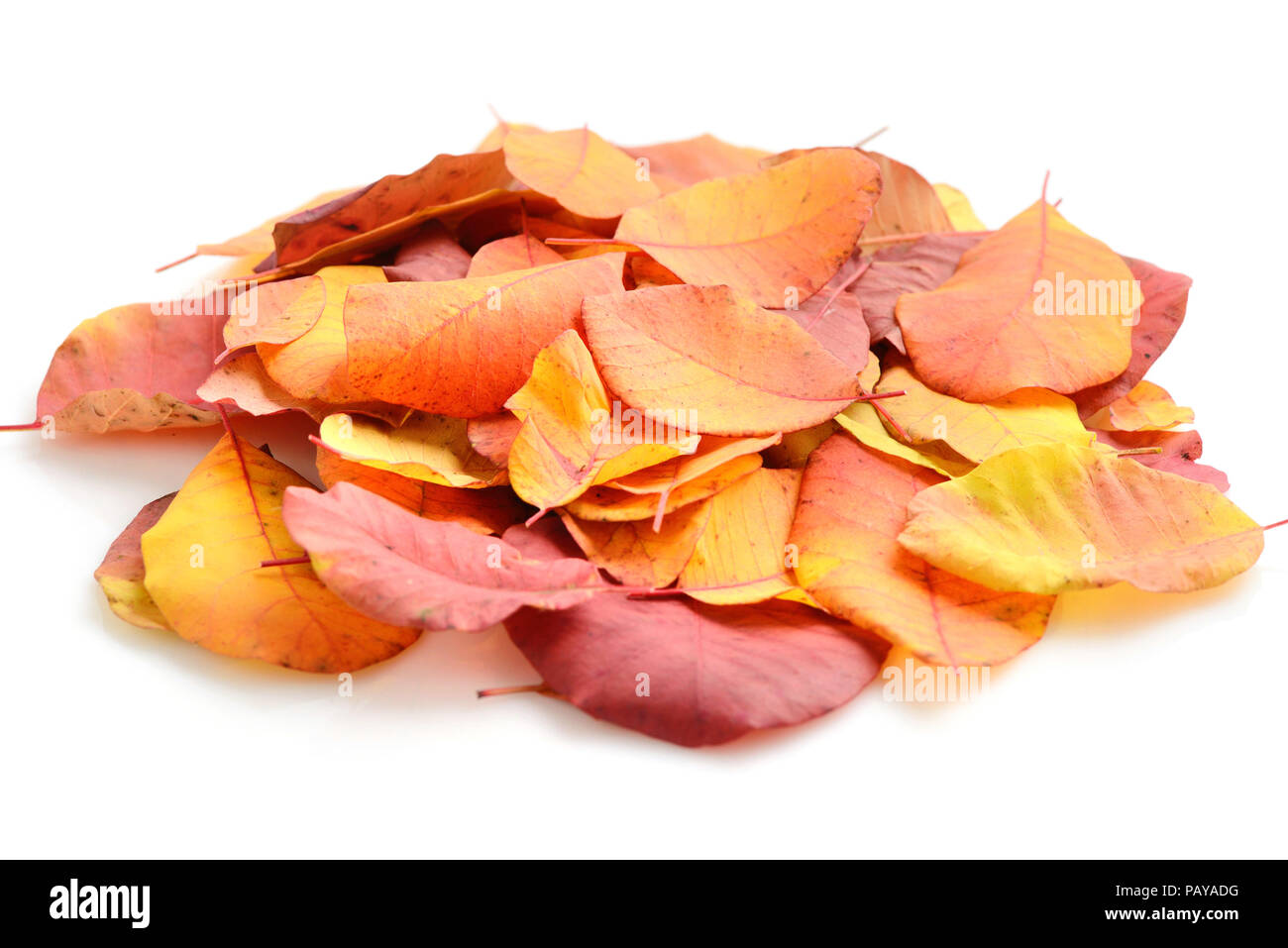 A pile of autumn leaves on white background Stock Photo - Alamy