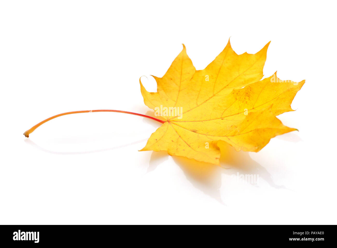 White maple leaf with shadow hi-res stock photography and images - Alamy