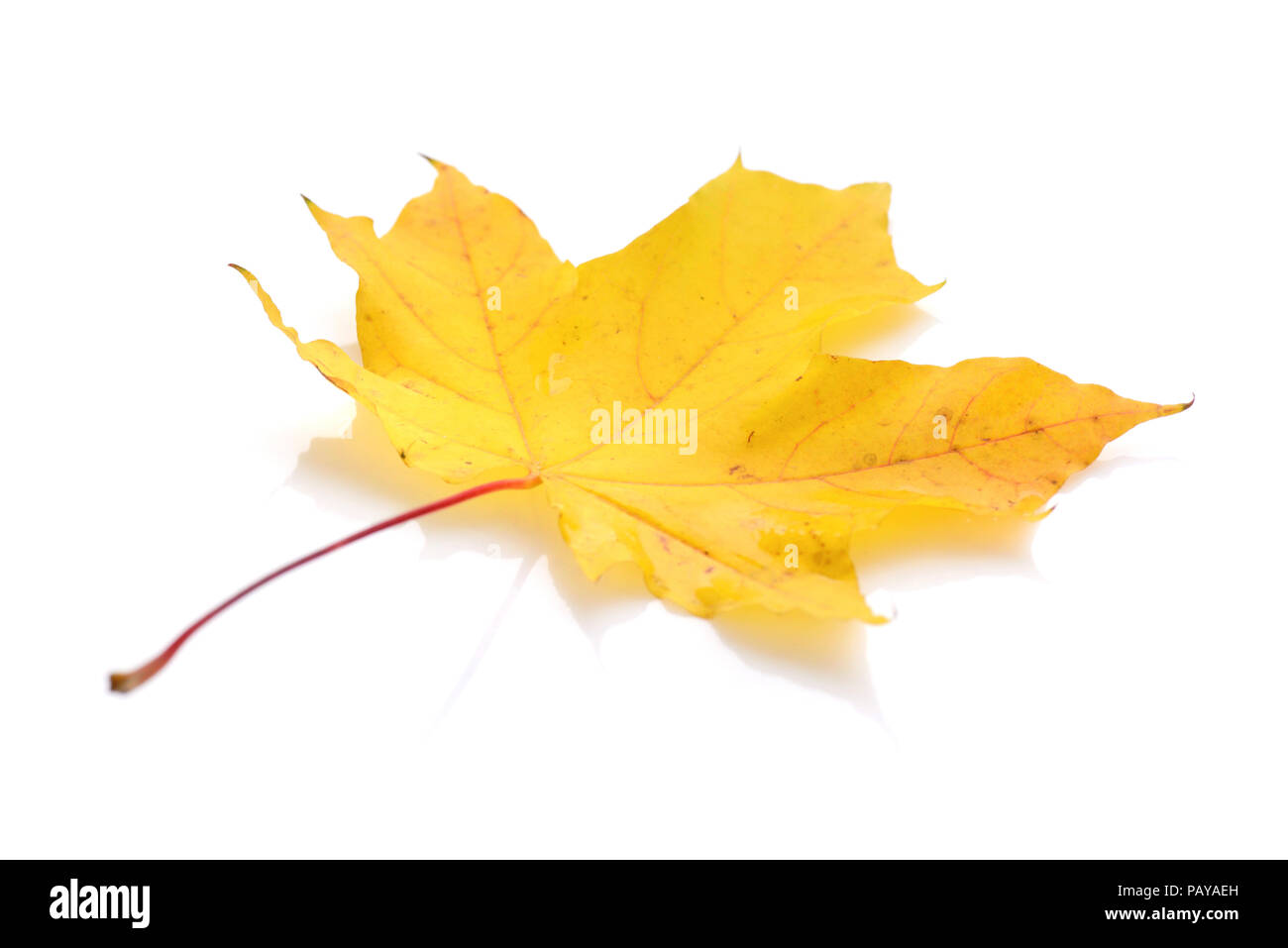 Autumn maple leaf isolated on white background Stock Photo - Alamy