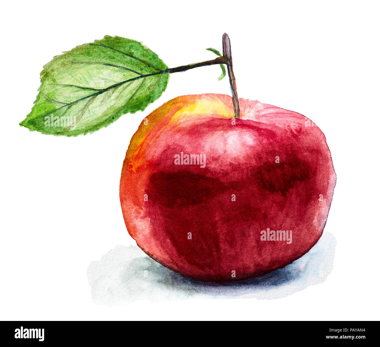 Hand drawn red apple isolated on white background, watercolor ...