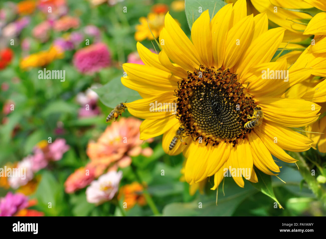 Working bees hi-res stock photography and images - Alamy