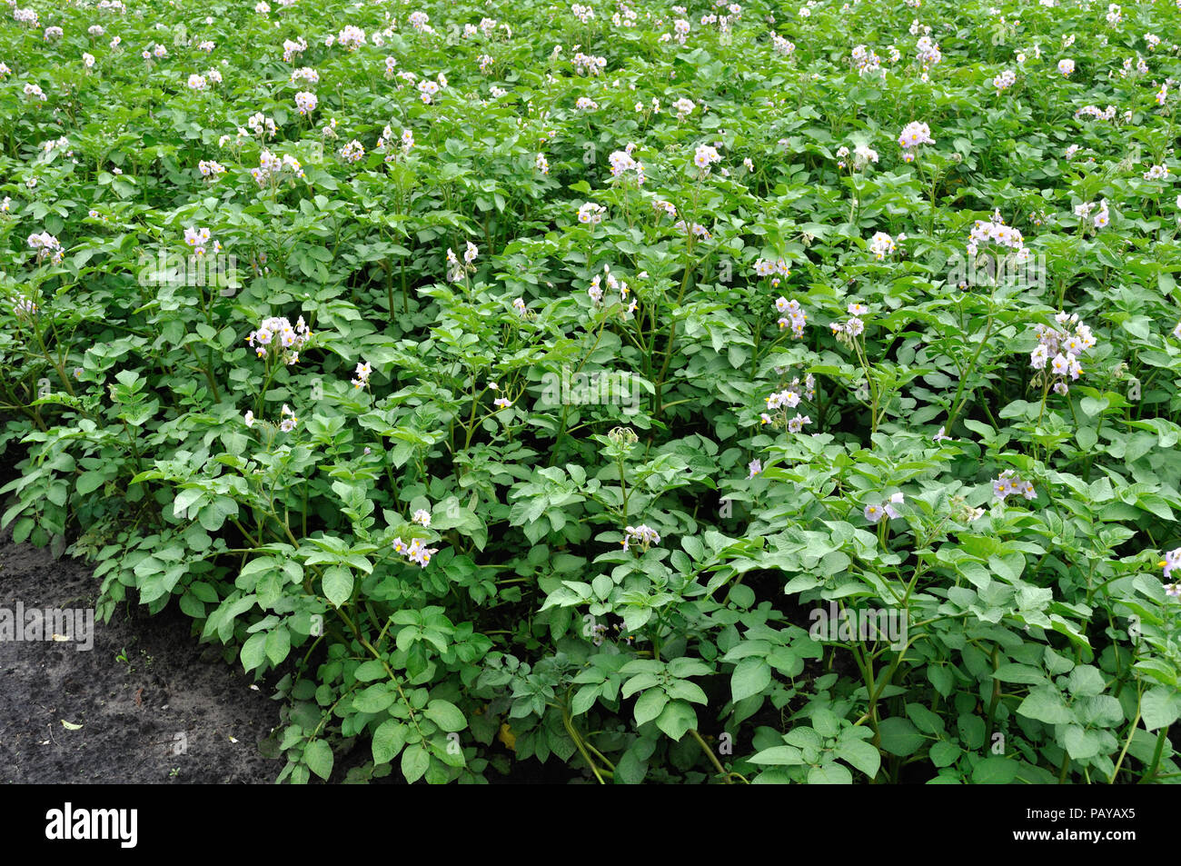 blooming potato plantation in the vegetable garden Stock Photo - Alamy