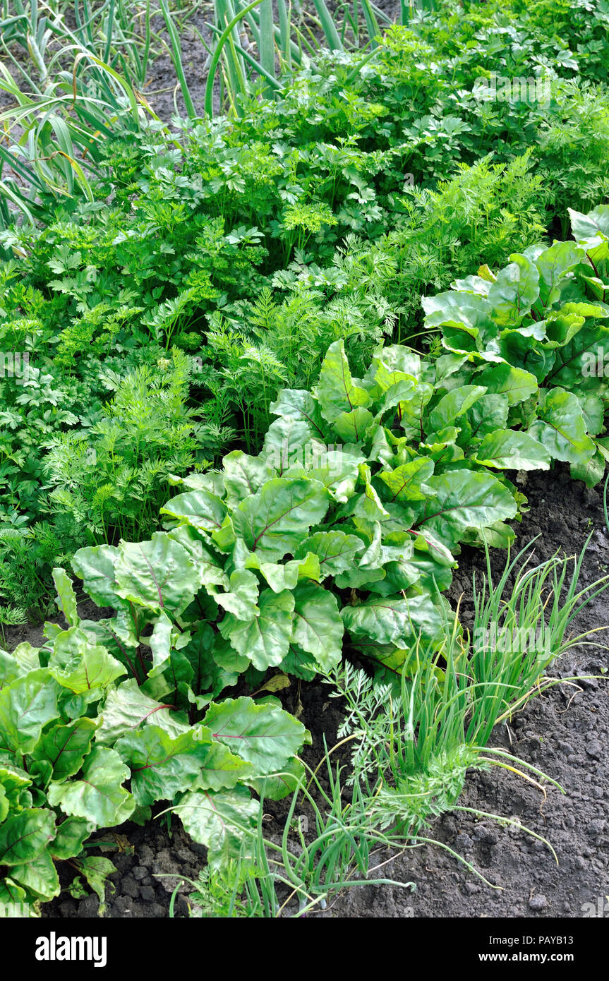 organically cultivated various vegetables in the vegetable garden ...