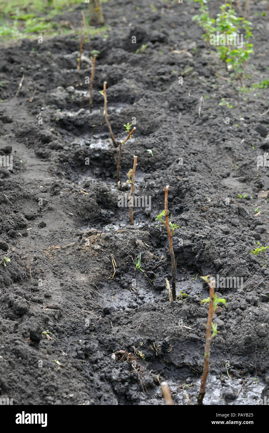 Raspberry seedling hi-res stock photography and images - Alamy