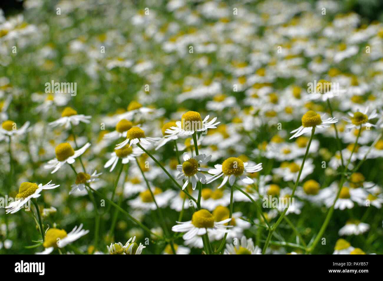 field of blooming camomile (Matricaria chamomilla) - homeopathic ...