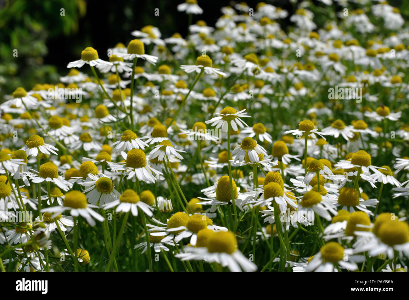 field of blooming camomile (Matricaria chamomilla) - homeopathic ...