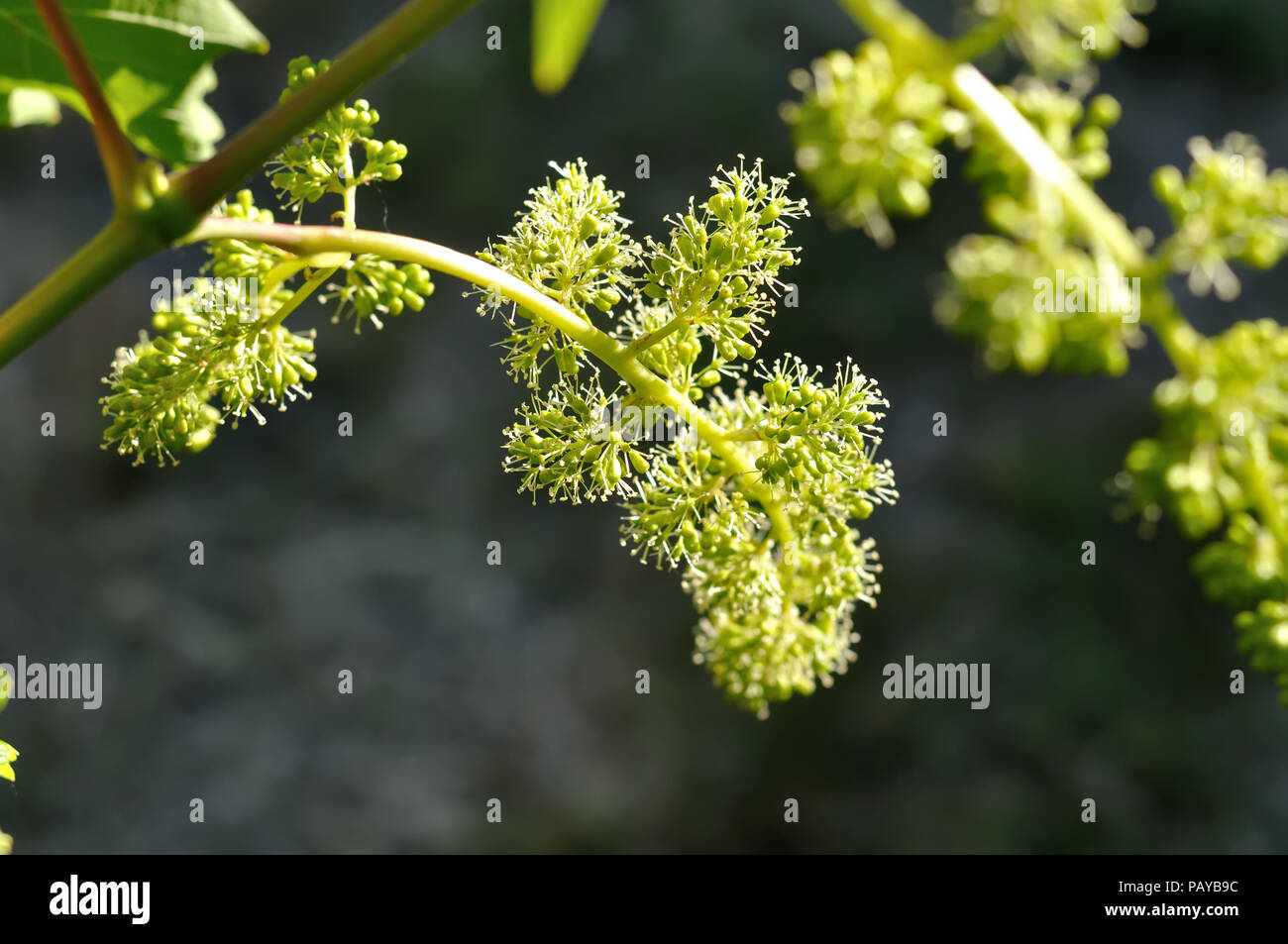 Grape vine blossom hi-res stock photography and images - Alamy