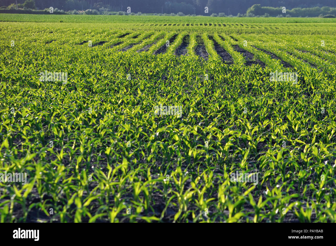 Maize plantation hi-res stock photography and images - Alamy